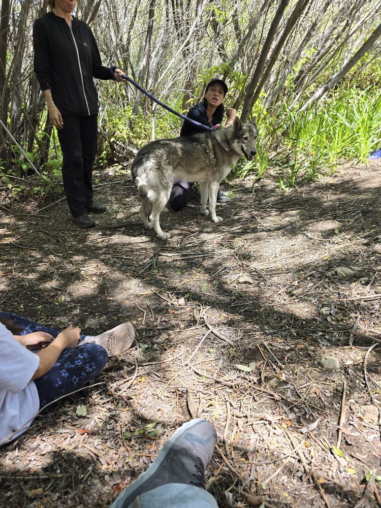 WOLF CONNECTION - Updated December 2025 - 53 Photos & 20 Reviews ...