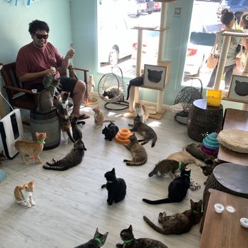 TOE BEANS AND DREAMS ADOPTION CAFE - Updated January 2025 - 166 Photos ...