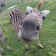 GLOBAL WILDLIFE CENTER - 557 Photos & 126 Reviews - 26389 Hwy 40 ...