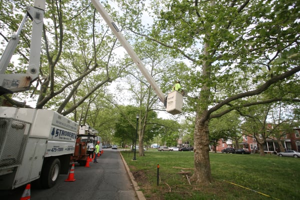 STROBERT TREE SERVICES - Updated June 2025 - 28 Photos & 43 Reviews ...