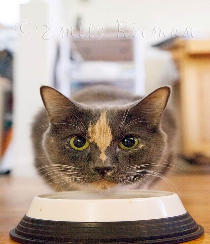 SEATTLE ANIMAL SHELTER - Updated August 2024 - 46 Photos & 96 Reviews ...