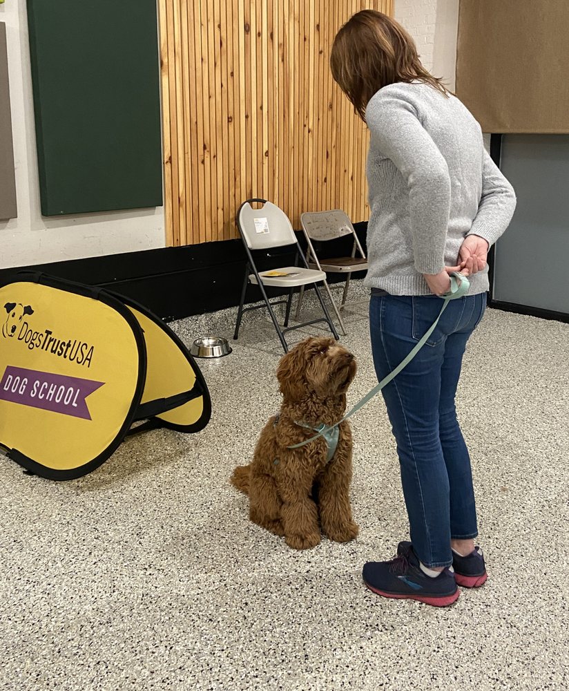 DOGS TRUST USA DOG SCHOOL - Request Information - 1350 Ave, New York ...