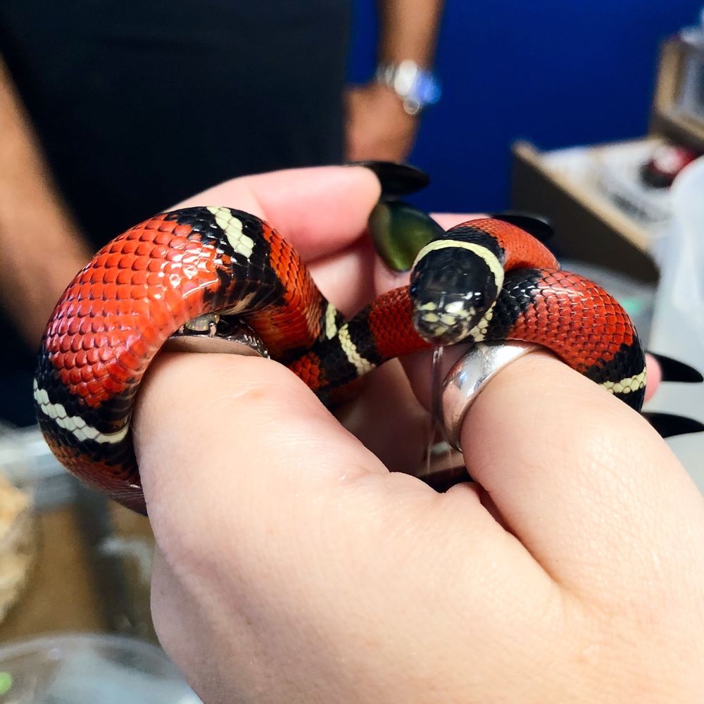 THE REEF AND REPTILE COMPANY - Updated July 2024 - 55 Photos & 59 ...