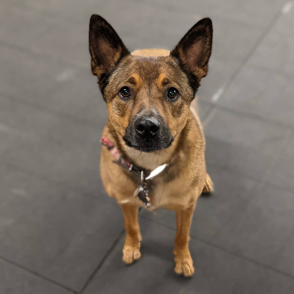 SUPERNOVA DOGS - Updated January 2026 - 11 Photos - 363 Delaware St ...