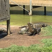 GATORS & FRIENDS - 174 Photos & 42 Reviews - Amusement Parks - 11441 ...