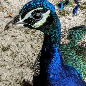 Popcorn Park Zoo - 194 Photos & 86 Reviews - Zoos - Humane Way, Forked ...