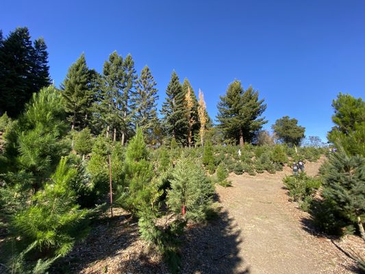 PATCHEN CALIFORNIA CHRISTMAS TREE FARMS - 63 Photos & 48 Reviews ...