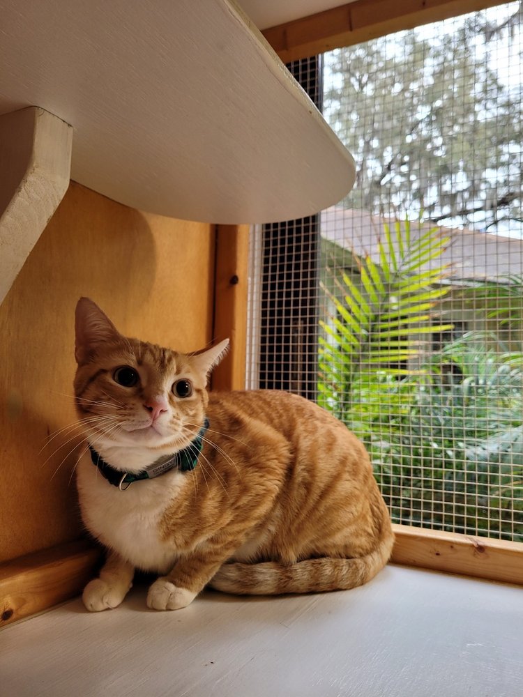 A COUNTRY CAT HOUSE - Updated March 2025 - 15 Photos & 21 Reviews ...