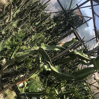 THE CACTUS KING - Updated June 2026 - 1416 Photos & 122 Reviews - 7900 ...