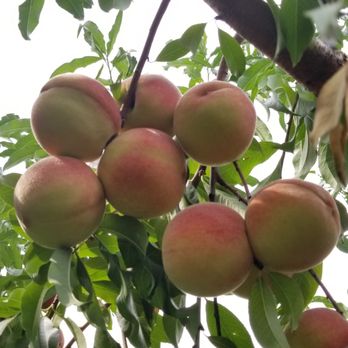 STYER ORCHARD - Updated January 2026 - 90 Photos & 60 Reviews - 97 ...