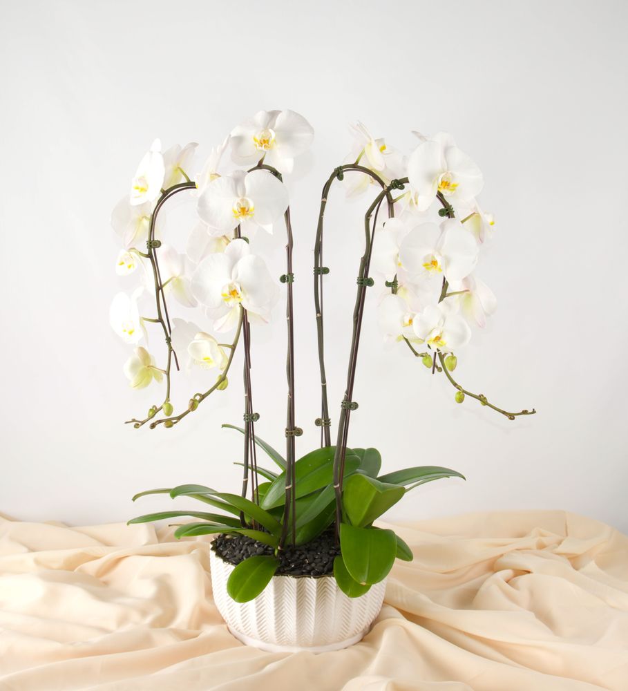 BARTZ VIVIANO FLOWERS & GIFTS - Updated October 2025 - 40 Photos - 4728 ...