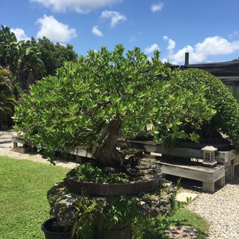 MIAMI TROPICAL BONSAI - Updated January 2026 - 60 Photos & 29 Reviews ...