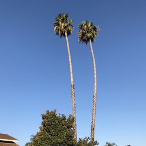 ALL ACCESS TREE CARE - 168 Photos & 229 Reviews - 289 Vernon Way, El ...