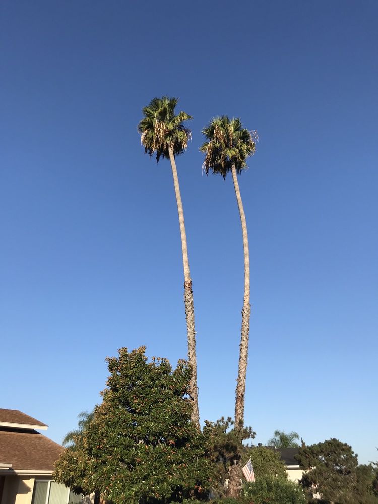 SAN DIEGO HOLISTIC TREE CARE - Updated September 2024 - 42 Photos & 43 ...