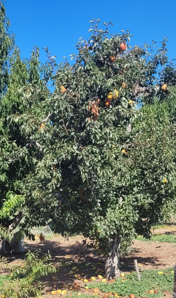 BLOOM RANCH OF ACTON - Updated August 2024 - 46 Photos & 27 Reviews ...