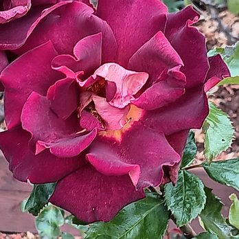 THE BERKELEY ROSE GARDEN - Updated July 2025 - 1084 Photos & 264 ...