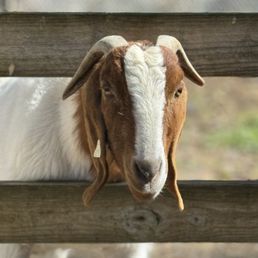 YORK WILD KINGDOM - Updated October 2025 - 402 Photos & 179 Reviews - 1 ...
