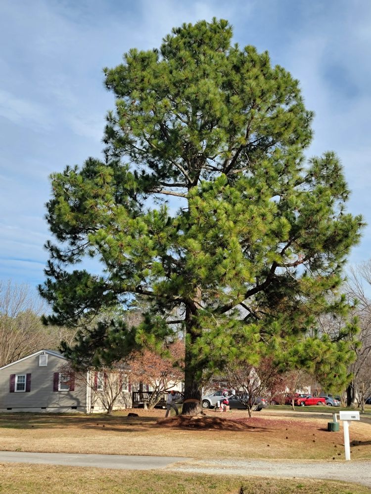 STUMP B GONE TREE REMOVAL SERVICES AND STUMP GRINDING - Updated October ...