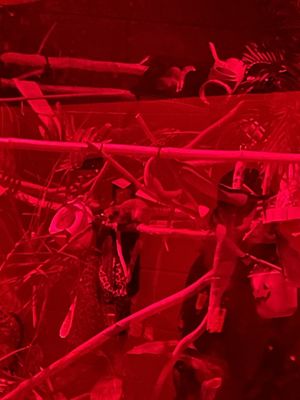 DUKE UNIVERSITY LEMUR CENTER - Updated August 2024 - 349 Photos & 73 ...