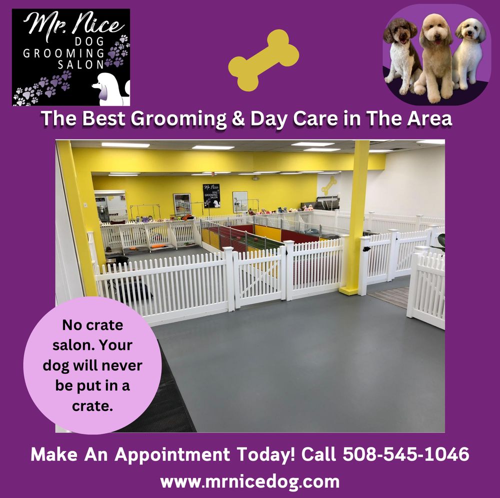 MR NICE DOG GROOMING SALON - Updated December 2025 - 42 Worcester St ...