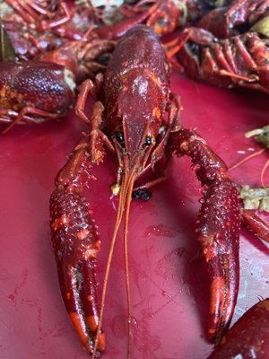 CAPTAIN DAT SEAFOOD - Updated July 2025 - 64 Photos & 41 Reviews - 4525 ...