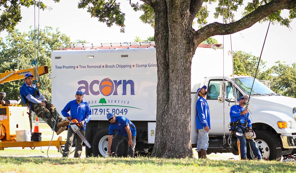 ACORN TREE SERVICES - Updated October 2025 - 30 Photos & 31 Reviews ...