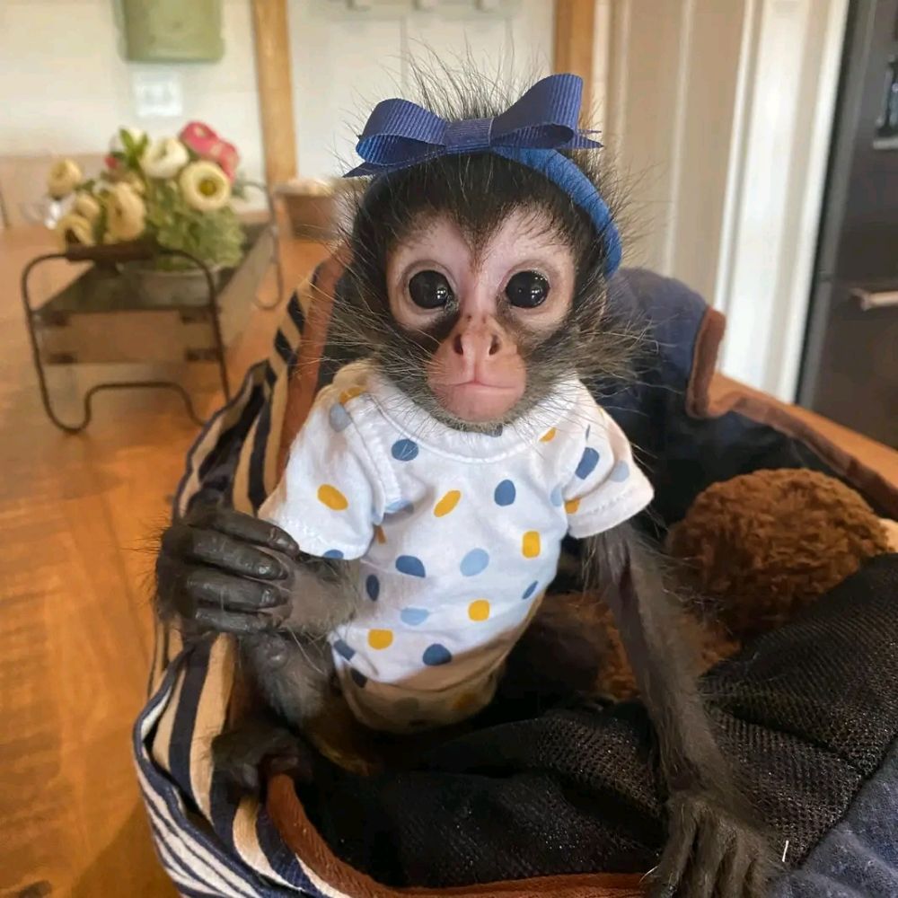 GENERAL MONKEYS FOR ADOPTION - Updated August 2025 - Request ...