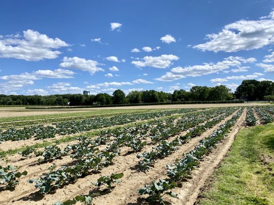 LEE TURKEY FARM - Updated June 2024 - 83 Photos & 73 Reviews - 201 ...