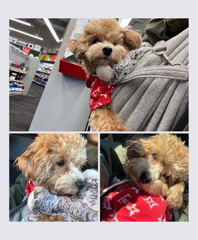 AARF - ANIMAL ANGELS RESCUE FOUNDATION - Updated August 2025 - Request ...