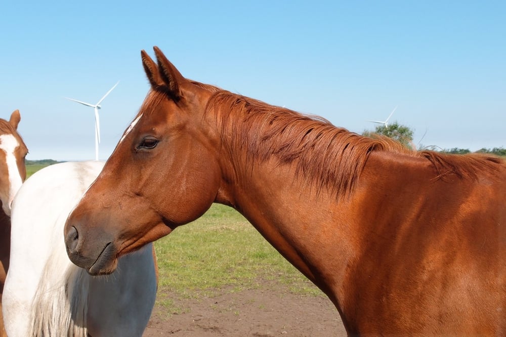 SCHULTZ HORSES - Holmvej 7, Ulfborg, Denmark - Horseback Riding - Phone ...