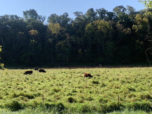 Welch, MN Map & Directions - MapQuest