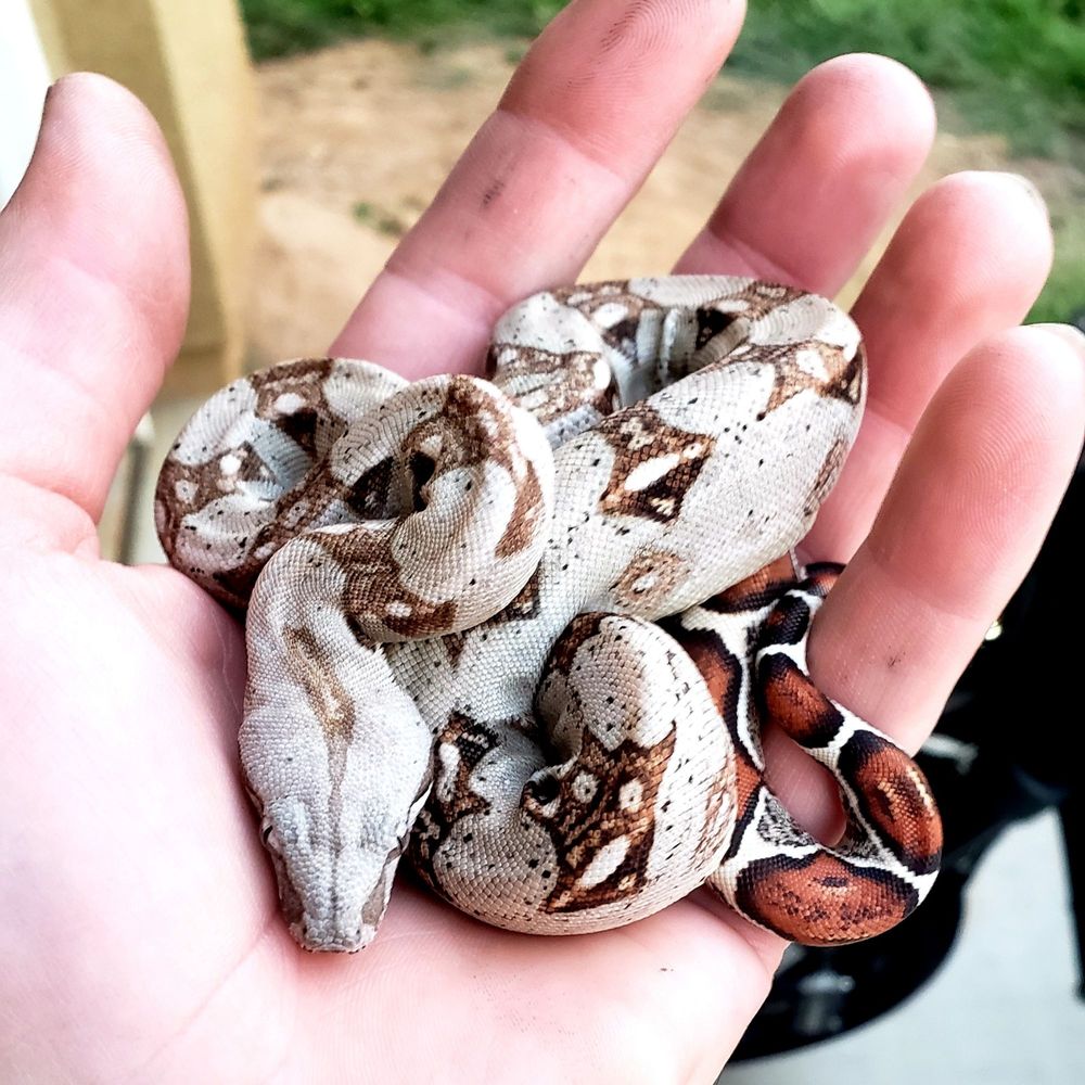 THE REPTILE SHOP - Updated January 2026 - 50 Photos & 77 Reviews ...