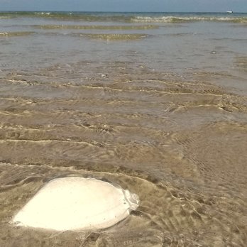 CHAPIN MEMORIAL BEACH - Updated September 2025 - 89 Photos & 33 Reviews ...