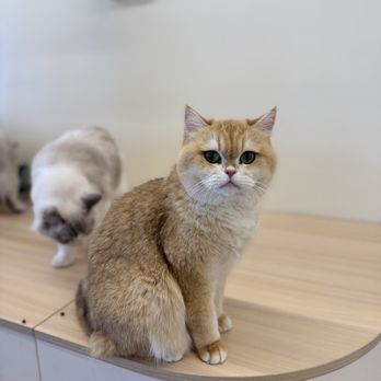 MEOW WOO STUDIO - Updated August 2025 - 40 Photos - 9555 Yonge Street ...