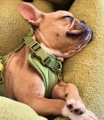 AHIMSA DOG TRAINING - Updated January 2026 - 57 Photos & 212 Reviews ...