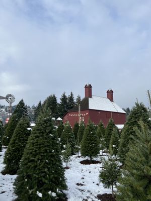 RED BARN TREE FARM - Updated December 2025 - 10 Photos & 17 Reviews ...