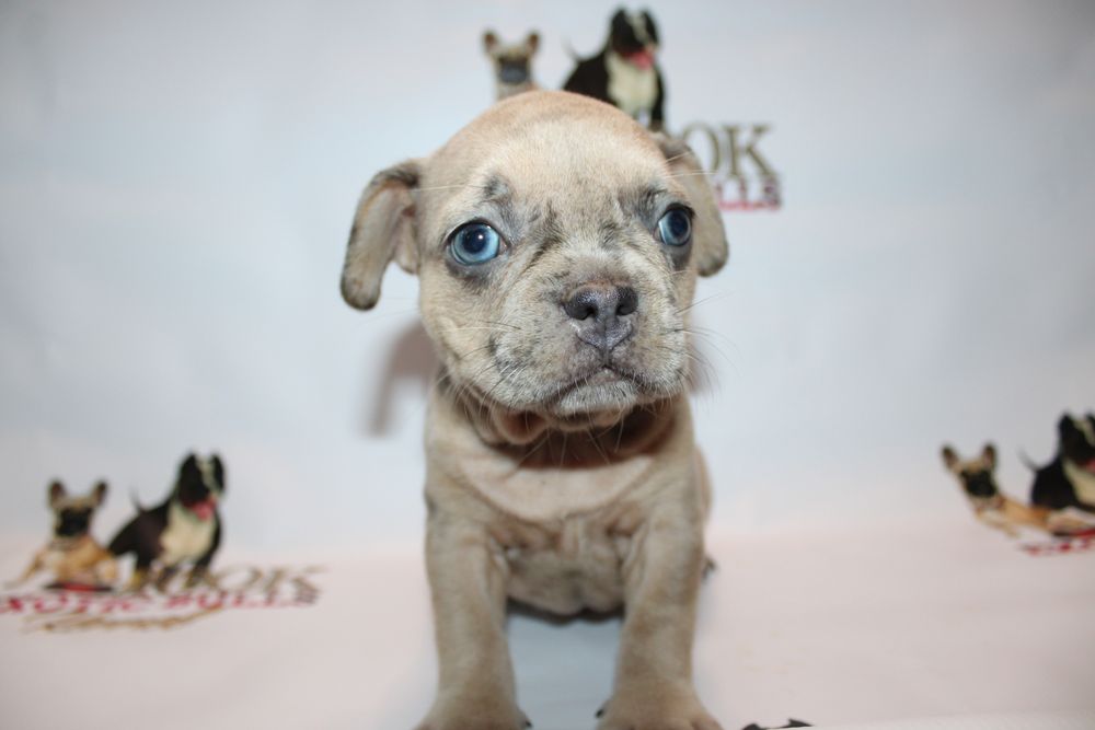 100K EXOTIC BULLS KENNEL - Updated November 2024 - 15 Photos ...