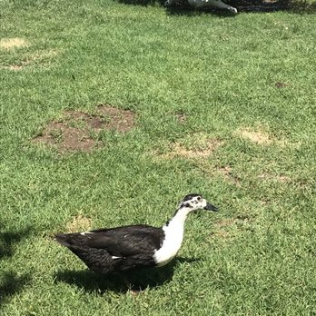 MAGNOLIA BIRD FARM - Updated August 2025 - 153 Photos & 198 Reviews ...