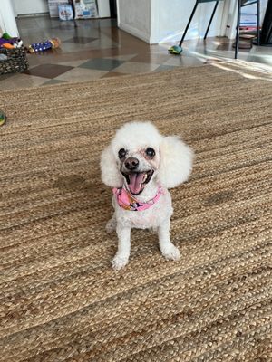 DUSTY DOGS - Updated October 2025 - Twentynine Palms, California - Pet ...