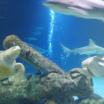 ABQ BIOPARK AQUARIUM - Updated August 2025 - 425 Photos & 124 Reviews ...