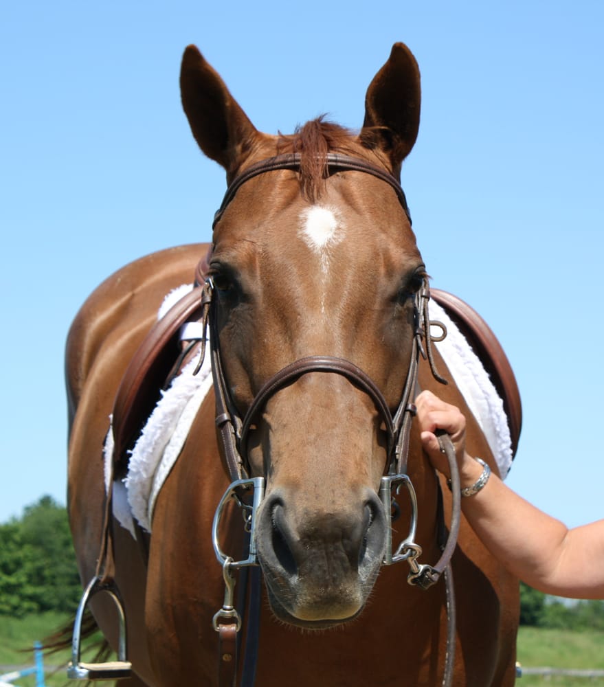 FORD FARM STABLES - Ford Farm, Hinton, South Gloucestershire, United ...