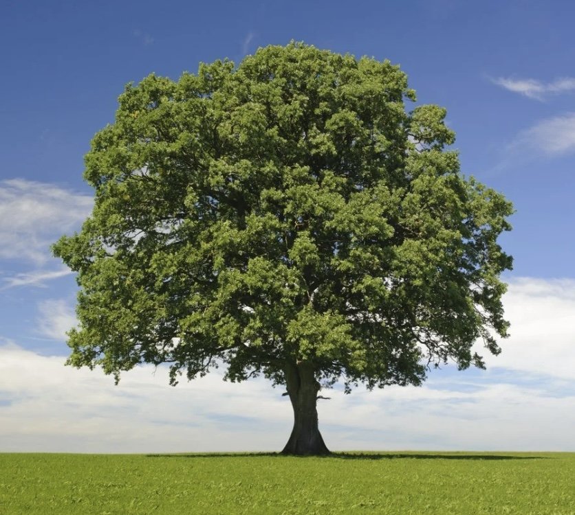 OTS TREE SERVICES - Updated July 2025 - Los Angeles, California - Tree ...