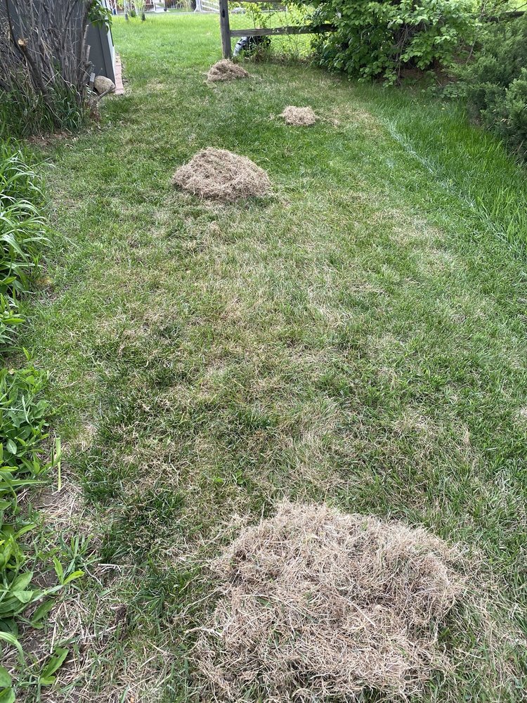 YOUNG LANDSCAPING - Updated September 2025 - 32 Reviews - PO Box 150248 ...