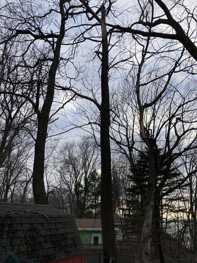 S&E TREE SERVICE - Updated August 2025 - Request a Quote - Benton ...