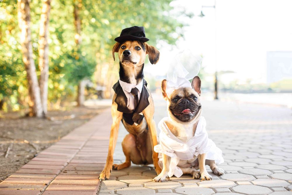 I DO TOO PETS - Updated May 2024 - Request Information - 12 Photos ...