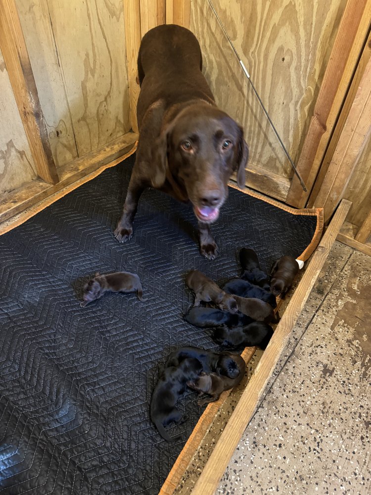 HOLLOW HILLS KENNELS - Updated April 2025 - Beech Island, South ...