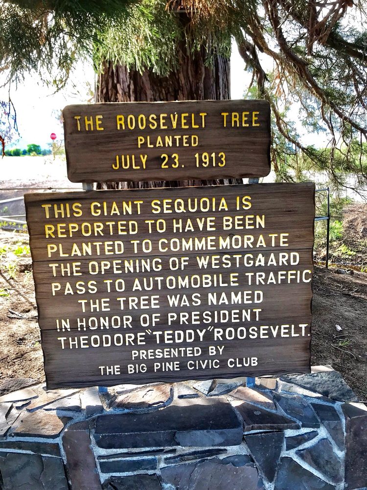 THE ROOSEVELT TREE - Updated March 2025 - Big Pine, California ...