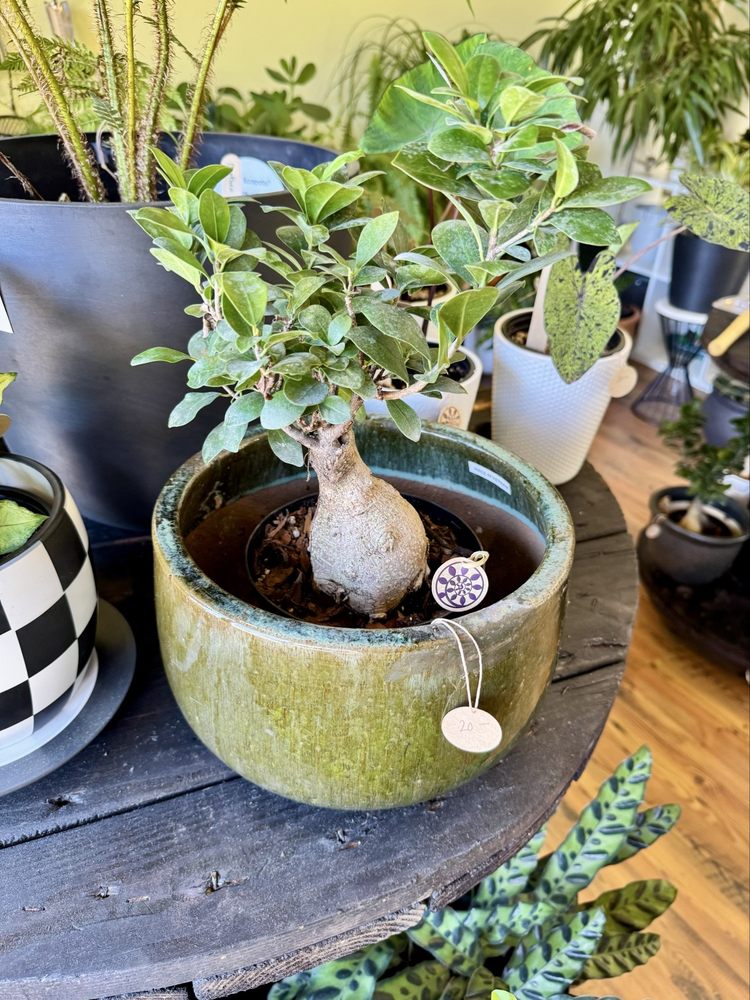 PAINTED FERN LANDSCAPE ARCHITECTURE - Updated April 2025 - 1716 ...