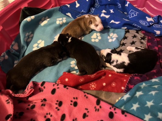 THE PUPPY FACTORY - Updated April 2025 - Request Information - 10 ...