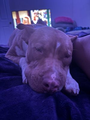 SUNCOAST HUMANE SOCIETY - Updated December 2025 - 13 Photos & 21 ...